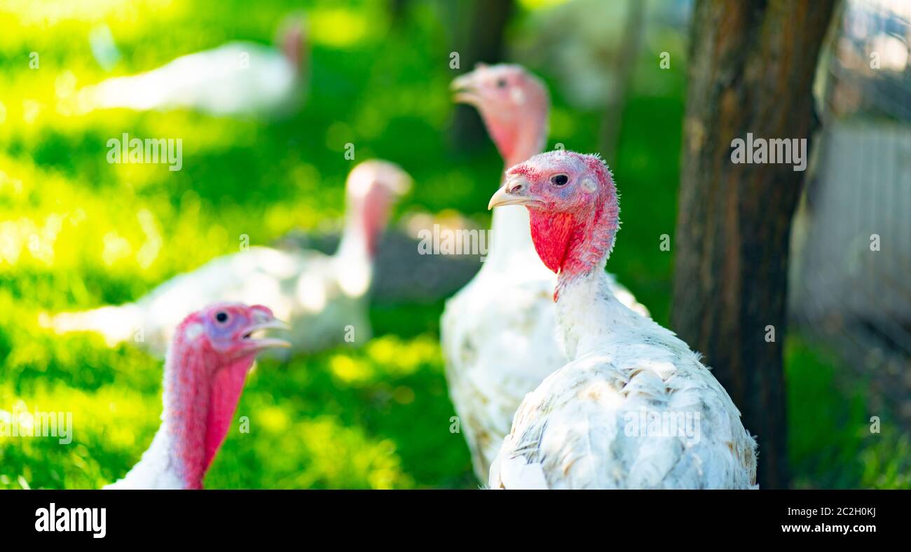Élevage de dindes sur une ferme. Portrait de dinde blanche marchant ...