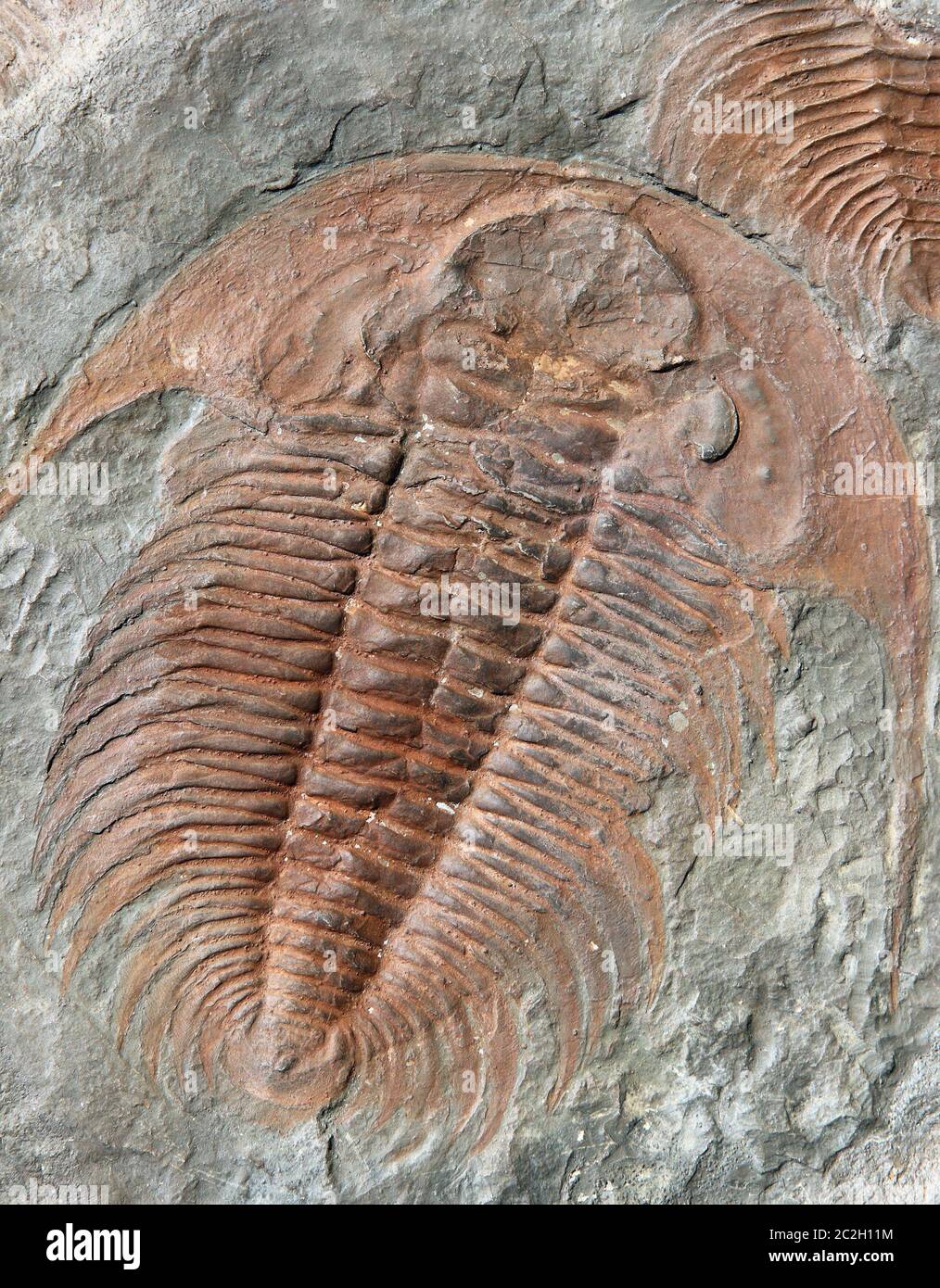 Fossile Ordovicien Banque d'image et photos - Alamy