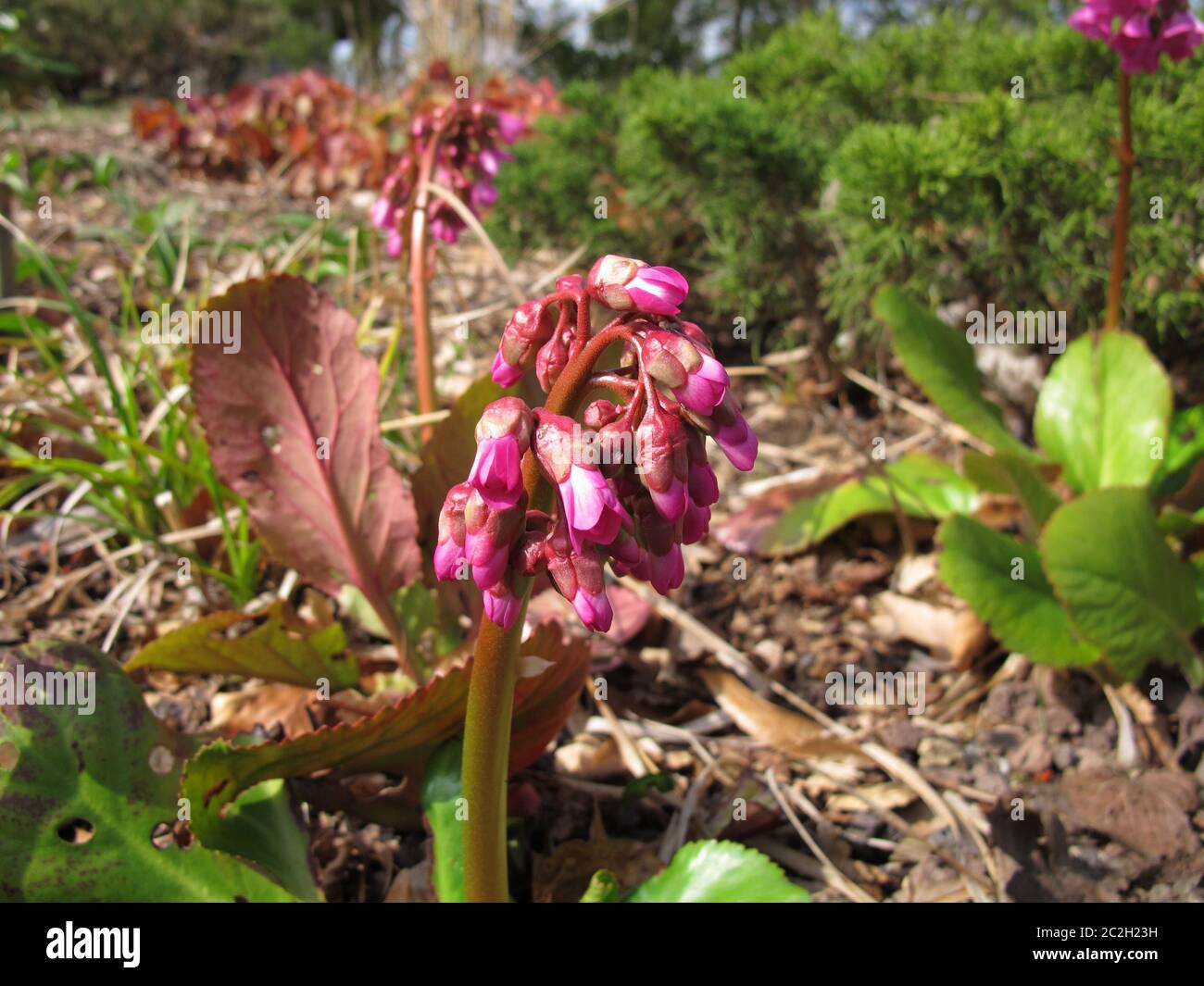 Printemps rock rose Banque de photographies et d’images à haute ...