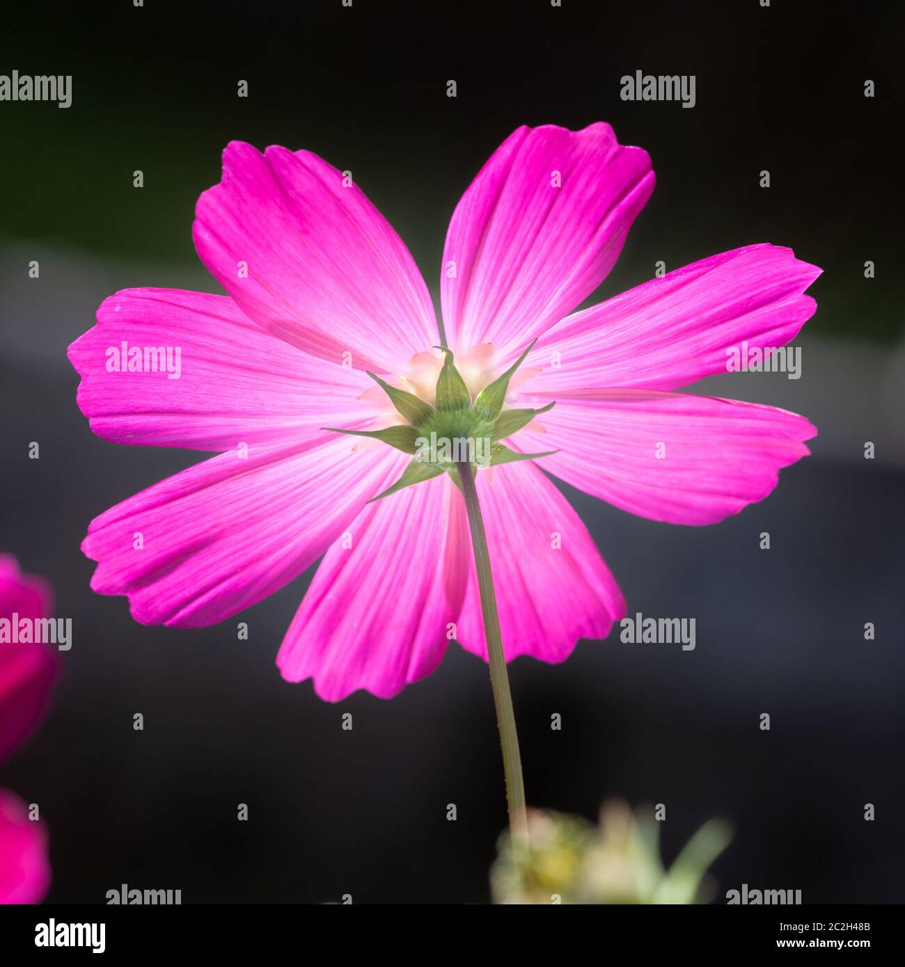 Fleur Cosmos Bipinnatus Rose Banque d'image et photos - Alamy