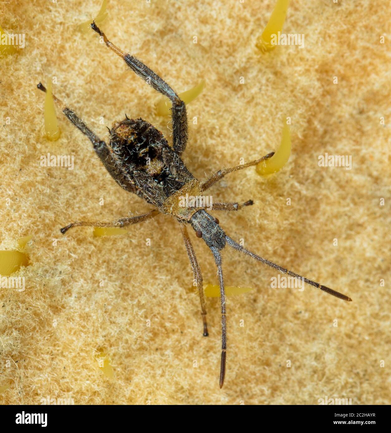 Pucerons sur les plantes Banque de photographies et d’images à haute ...
