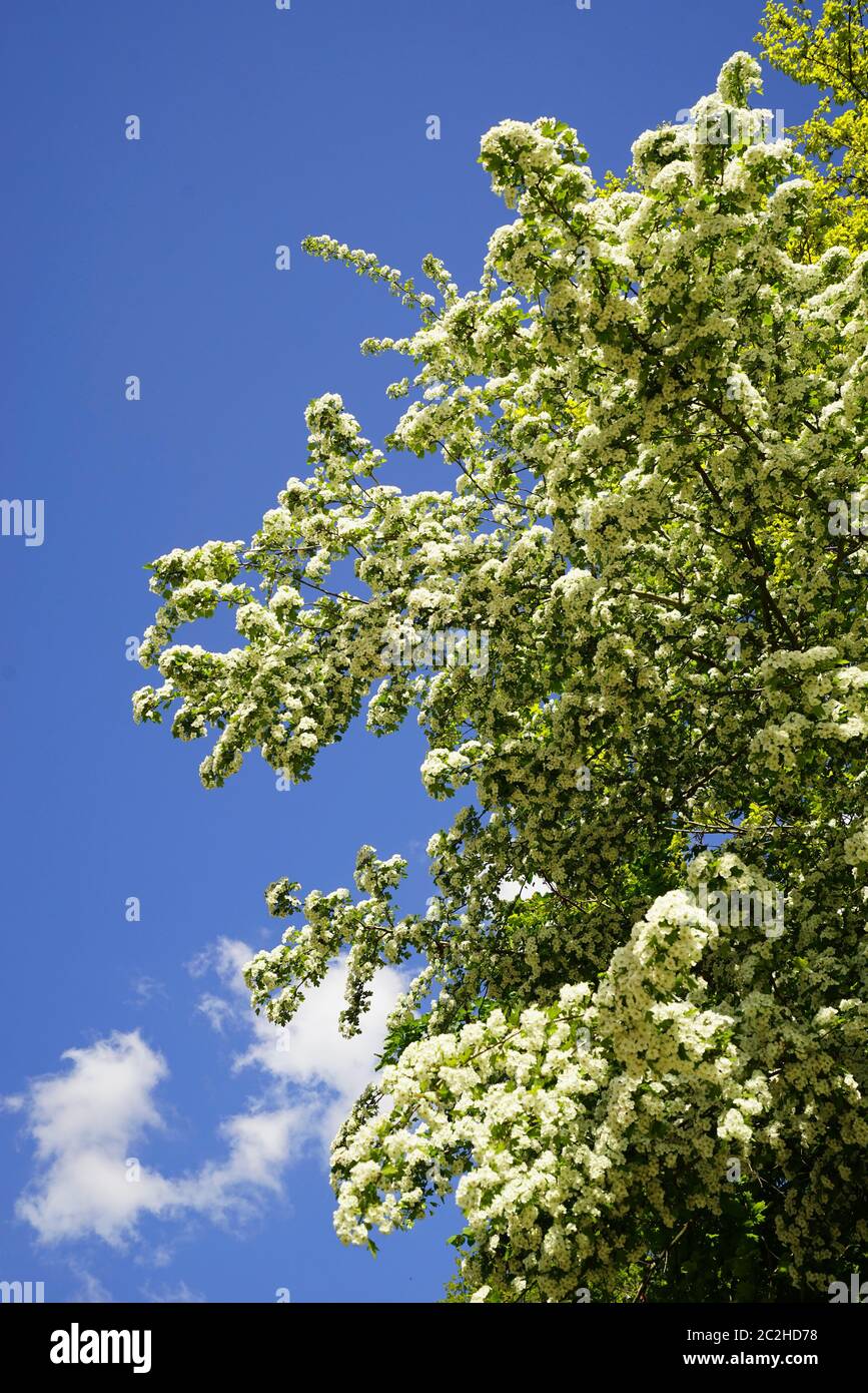 Feuille de crataegus monogyna Banque de photographies et d’images à ...