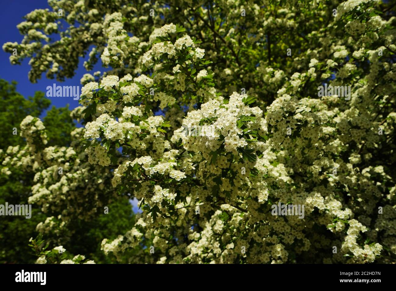 Crataegus monogyna épine Banque de photographies et d’images à haute ...