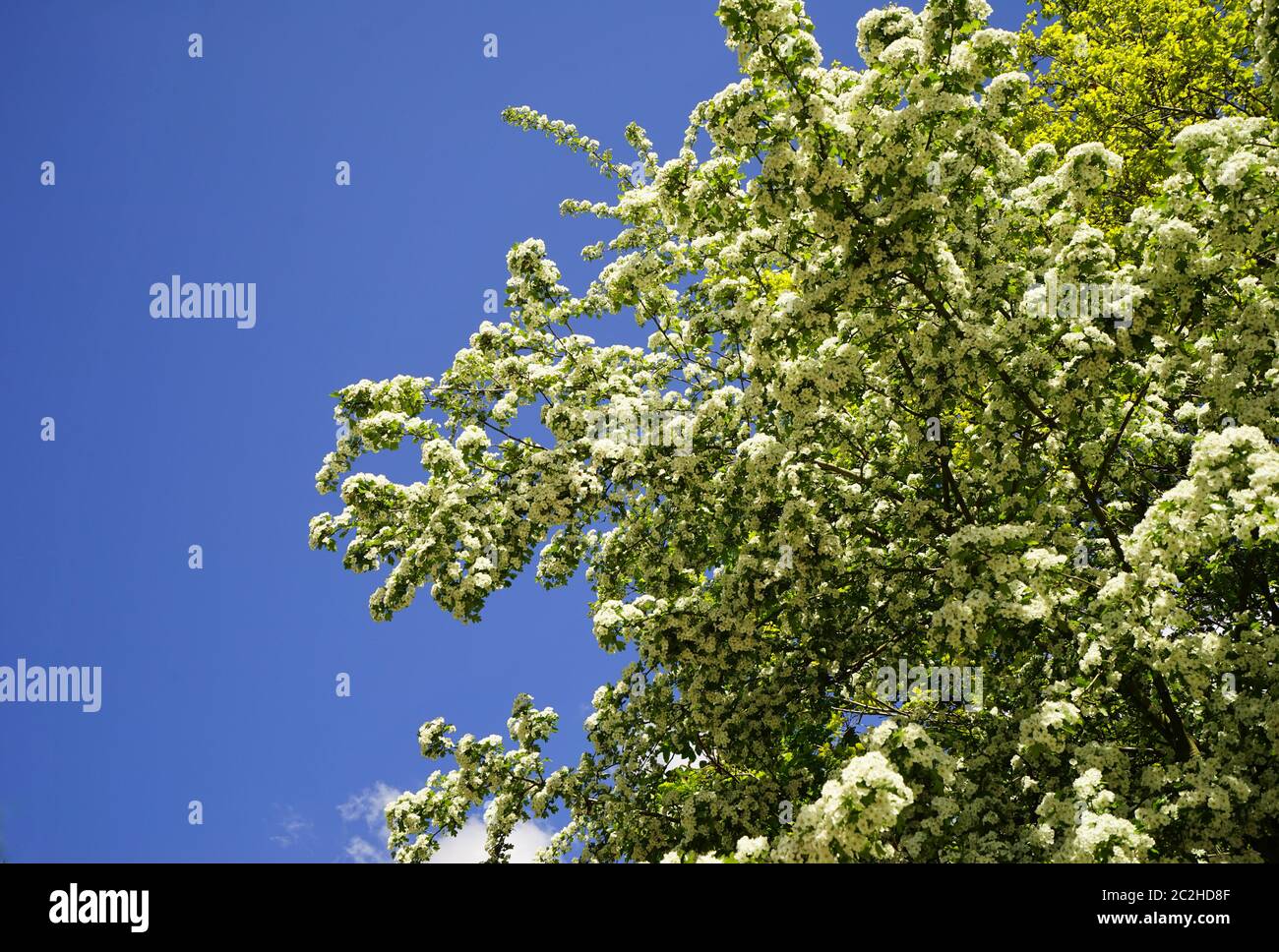 Feuille de crataegus monogyna Banque de photographies et d’images à ...