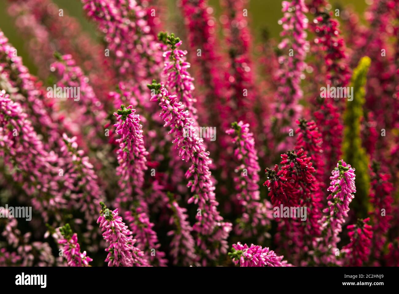 Erica forest Banque de photographies et d’images à haute résolution - Alamy