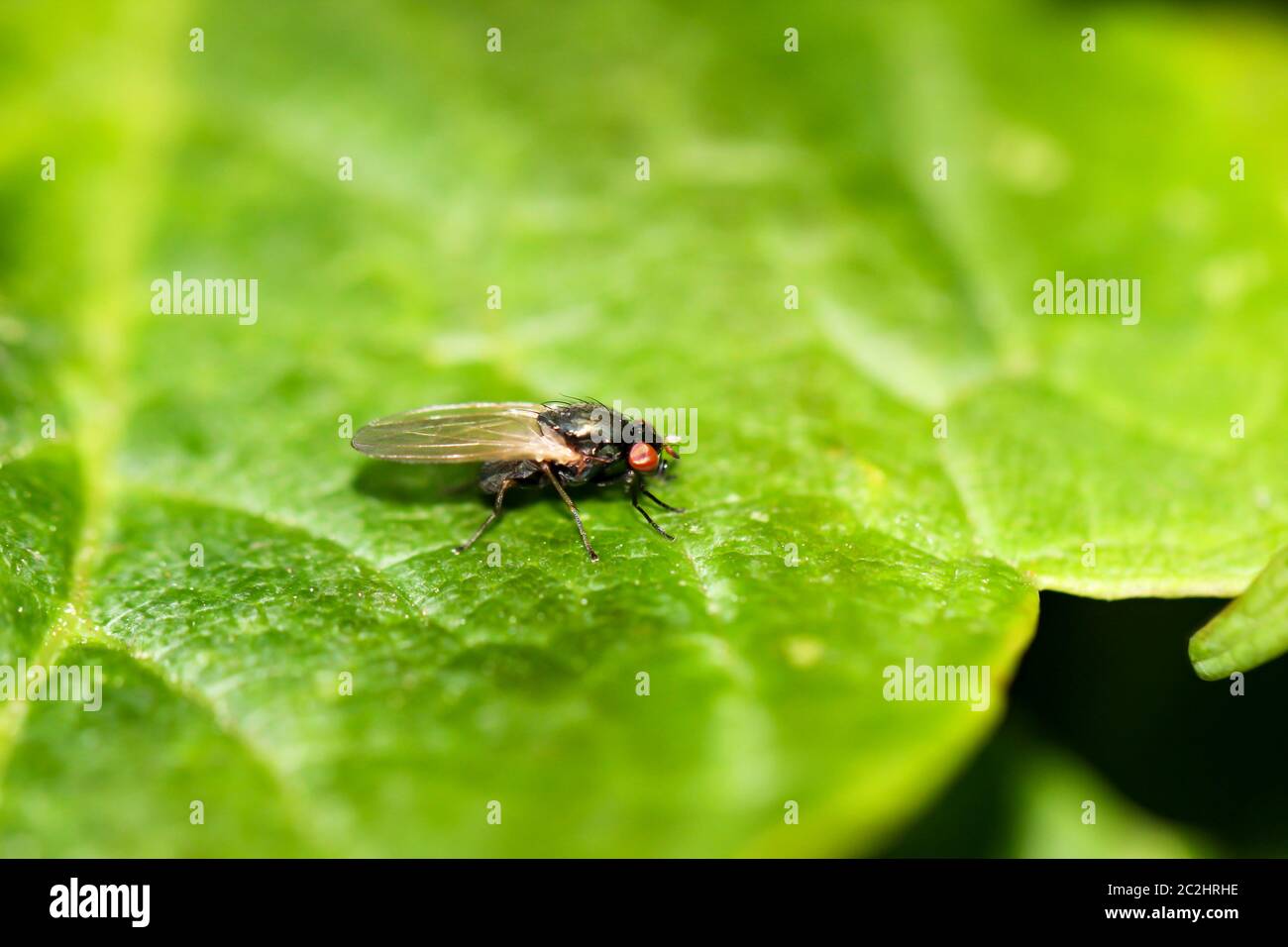 Insecte terrifiant Banque de photographies et d’images à haute ...
