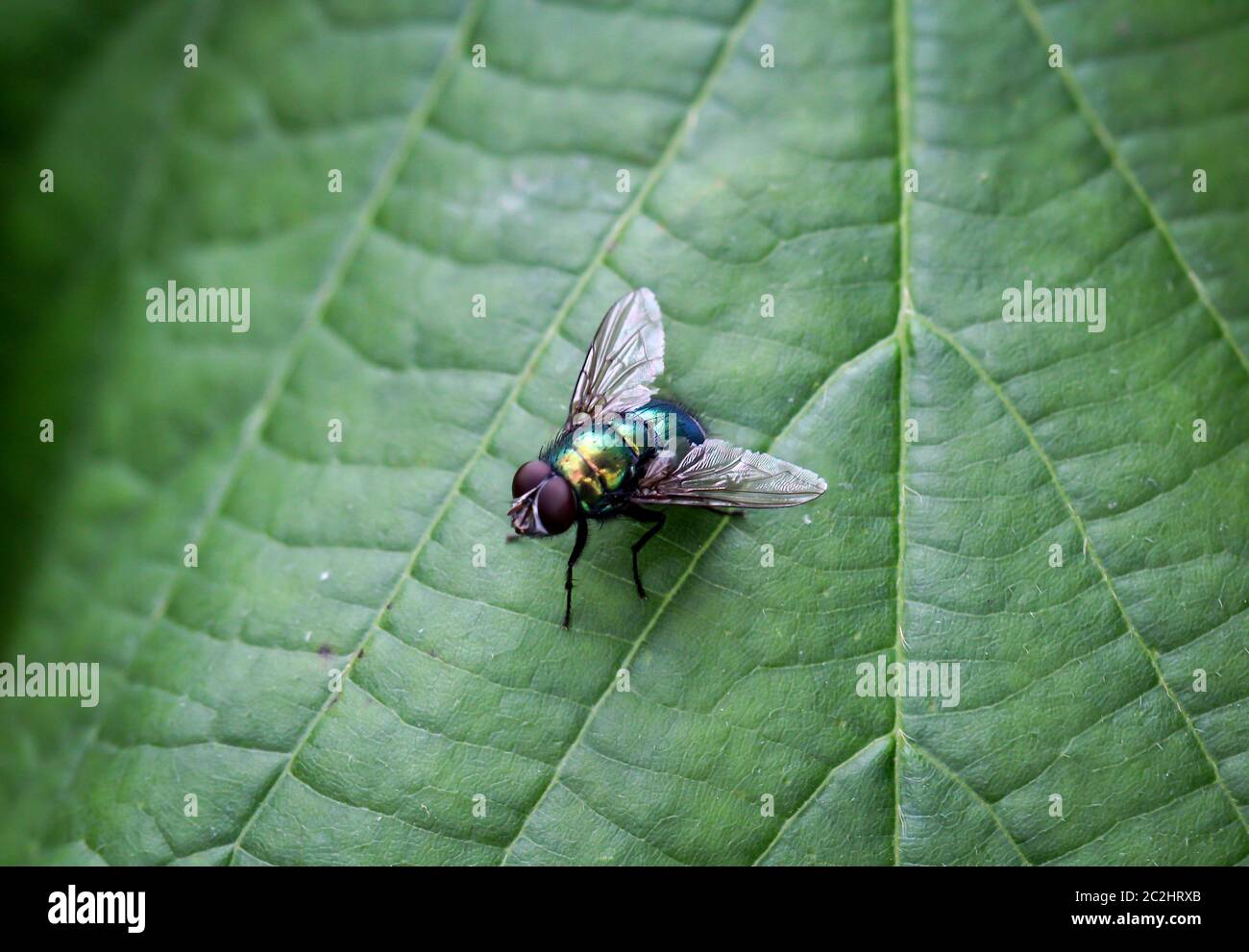Insecte terrifiant Banque de photographies et d’images à haute ...