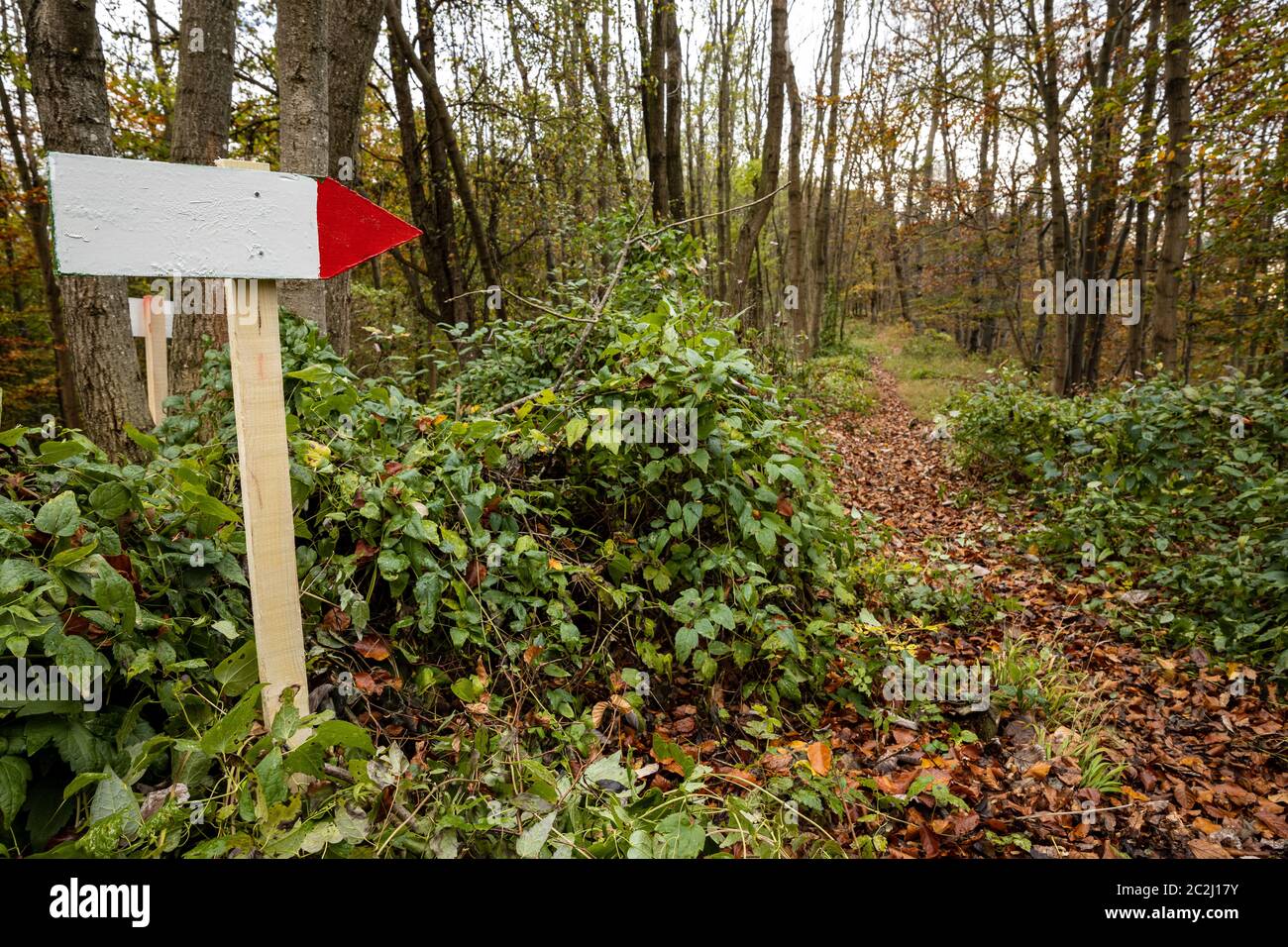 Promenade dans les bois d'automne Banque de photographies et d’images à ...