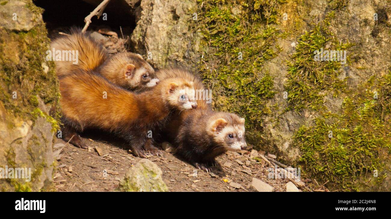 Mustela putorius furo animal Banque de photographies et d’images à ...