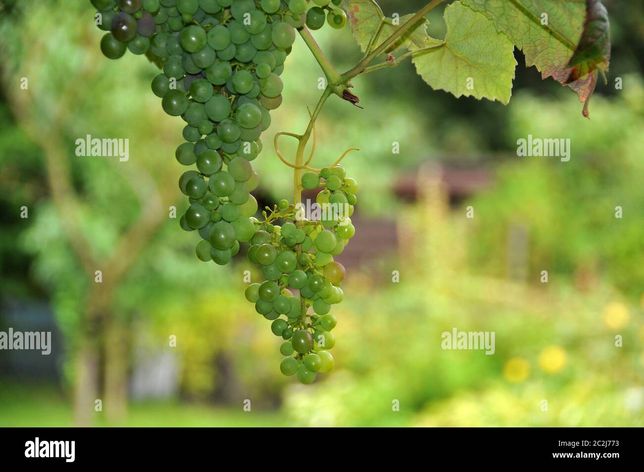 Raisin grappe Banque de photographies et d’images à haute résolution ...