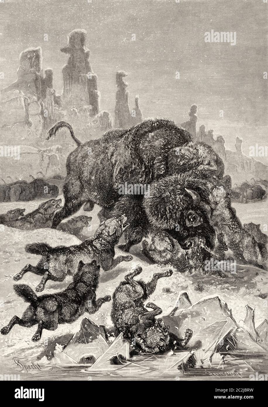 Chasse au bison. Lutte entre un bison et un groupe de loups dans la ...