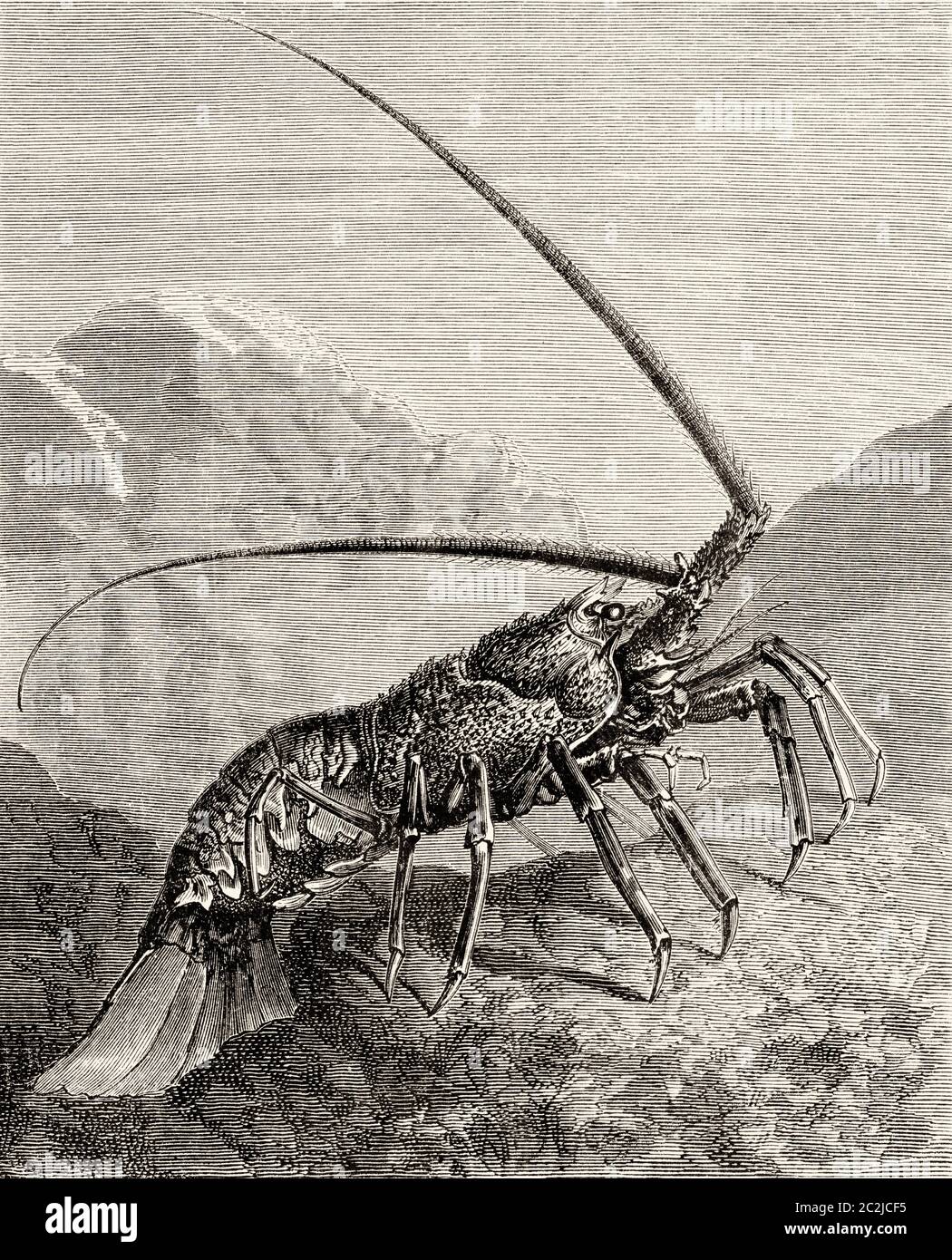 Palinurus elephas. Le homard européen ou homard commun, espèces de ...