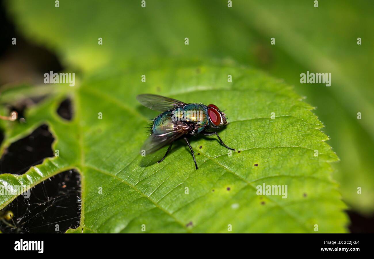 Insecte terrifiant Banque de photographies et d’images à haute ...