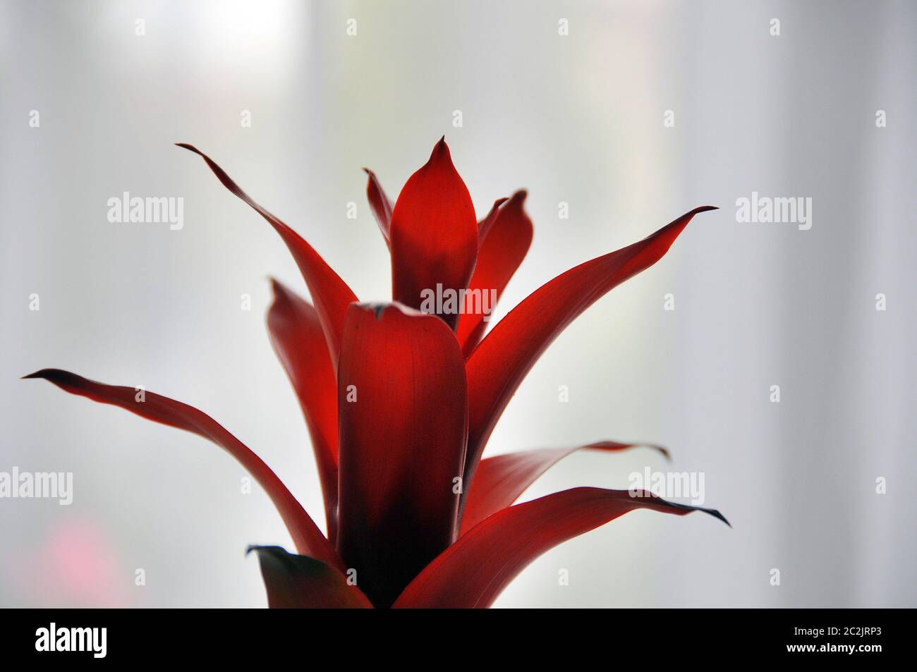 Plante rouge Banque de photographies et d’images à haute résolution - Alamy