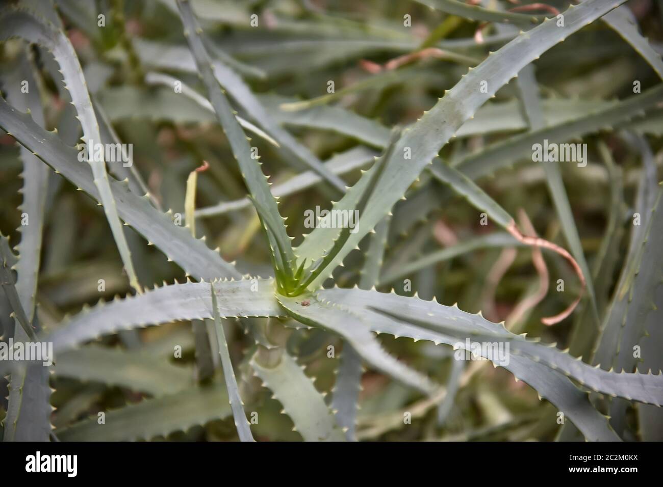 Aloe plant madagascar Banque de photographies et d’images à haute ...