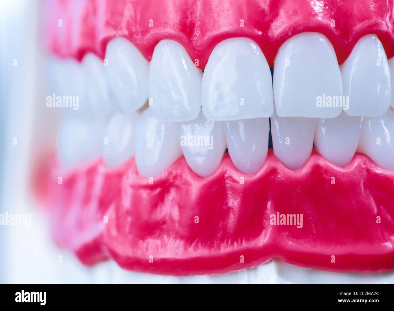 Modèle anatomique de la mâchoire humaine avec dents et gencives Photo Stock - Alamy