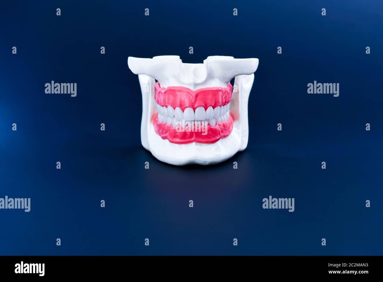 Modèle anatomique de la mâchoire humaine avec dents et gencives Photo ...