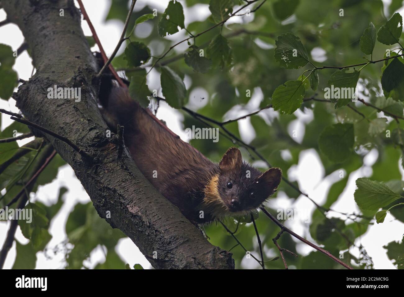 La martre d'Europe grimpe dans un arbre Photo Stock - Alamy
