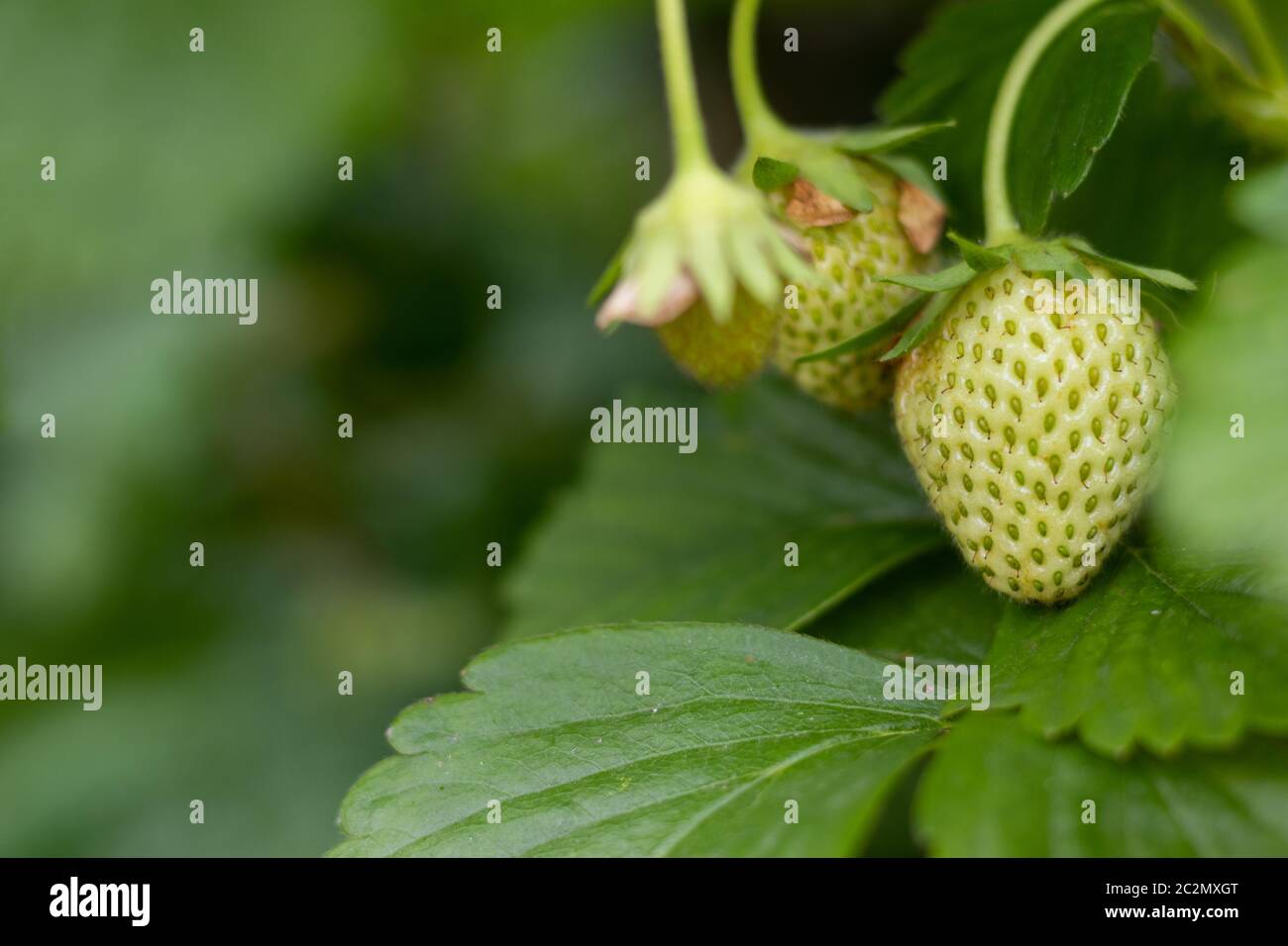 Fraise verte Banque de photographies et d’images à haute résolution - Alamy