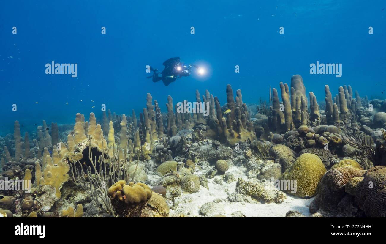 Pillar coral Banque de photographies et d’images à haute résolution - Alamy