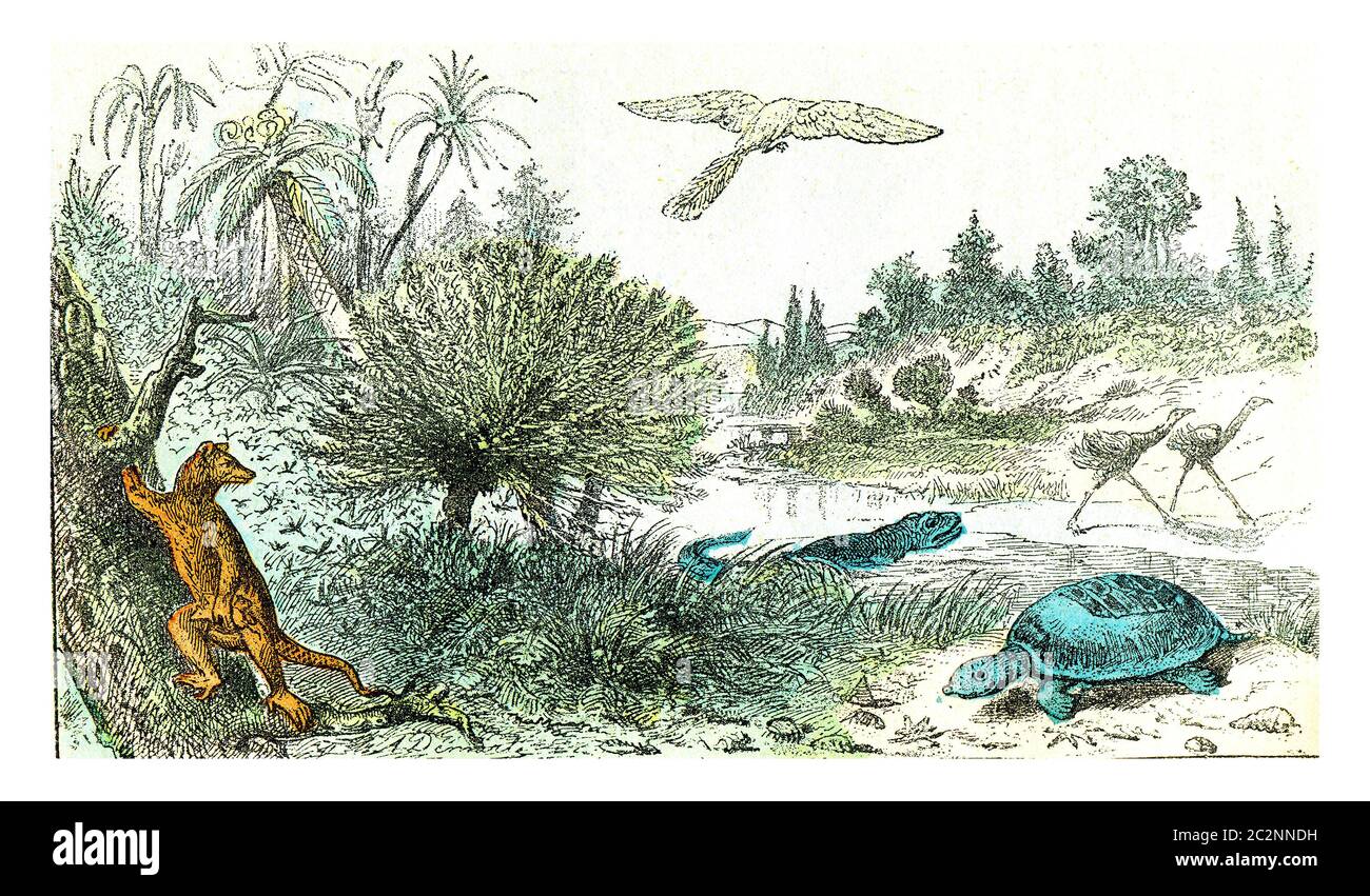Paysage idéal de la période crétacée, illustration gravée vintage. De ...