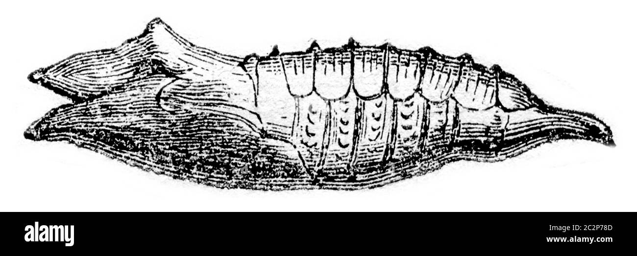 Chrysalide dessin Banque d'images détourées - Alamy