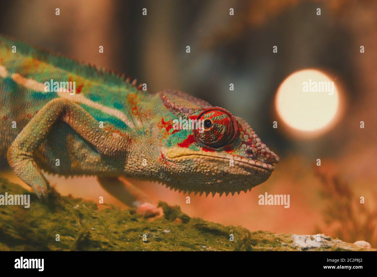 Animals chatuchak market bangkok Banque de photographies et d’images à ...