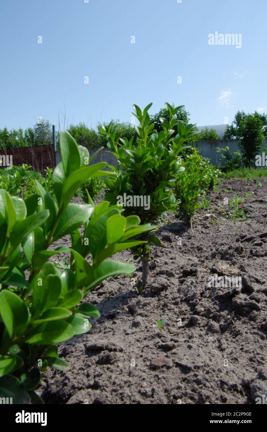 Houx arbuste Banque de photographies et d’images à haute résolution - Alamy