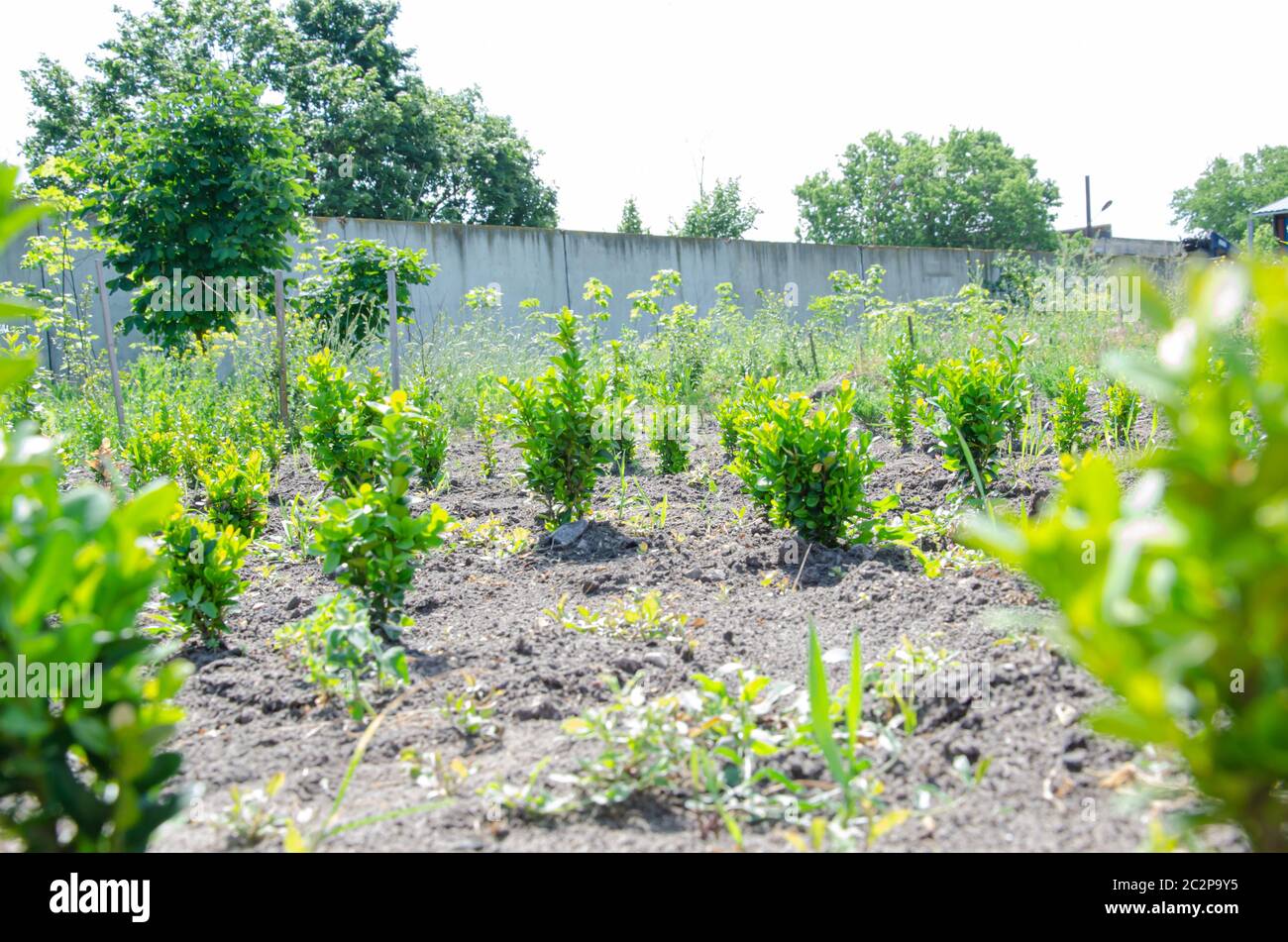Evergreen rond sphérique Ilex crenata Convexa ou japonais Holly arbuste ...