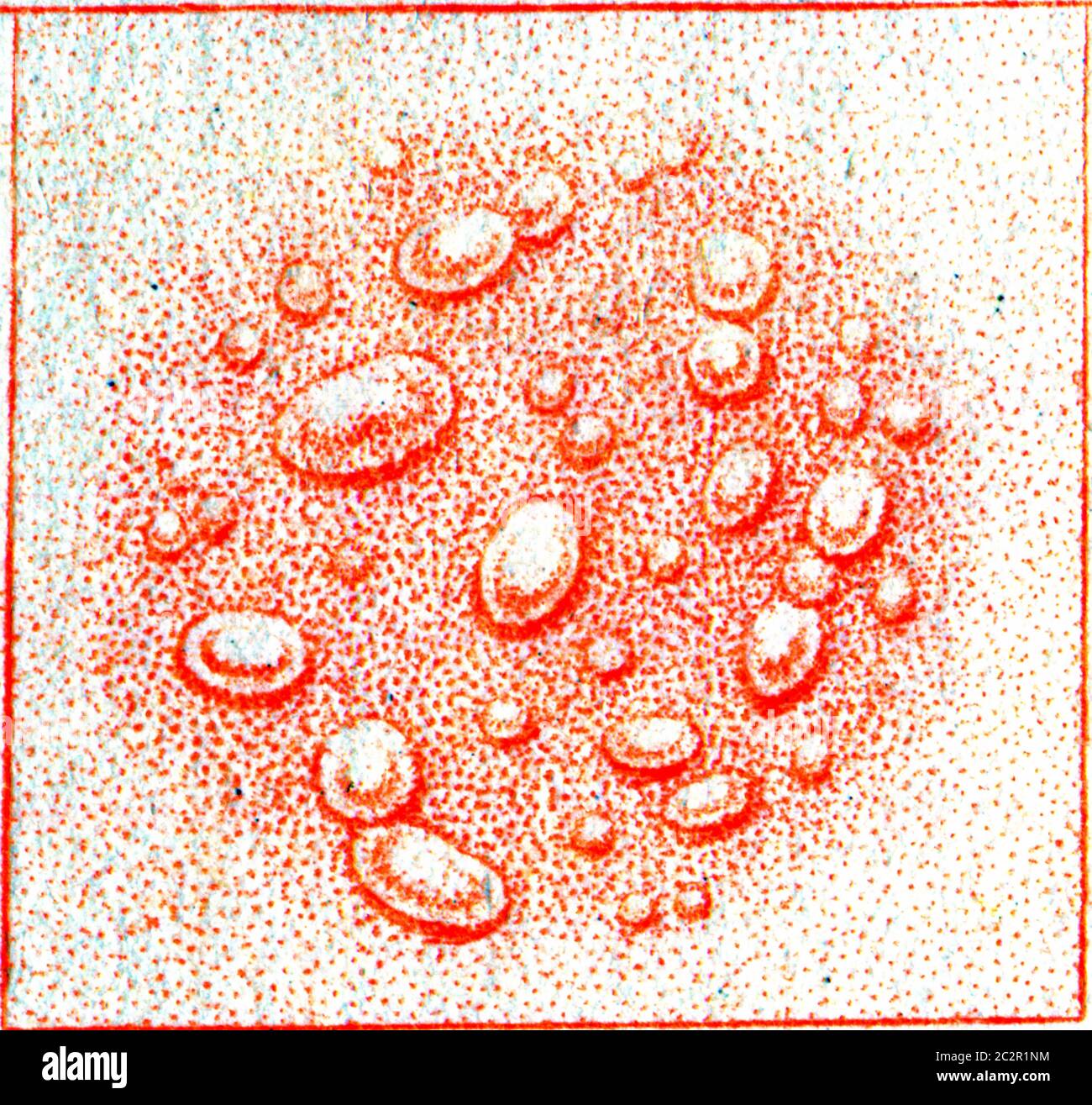Corneal epithelium Banque de photographies et d’images à haute ...