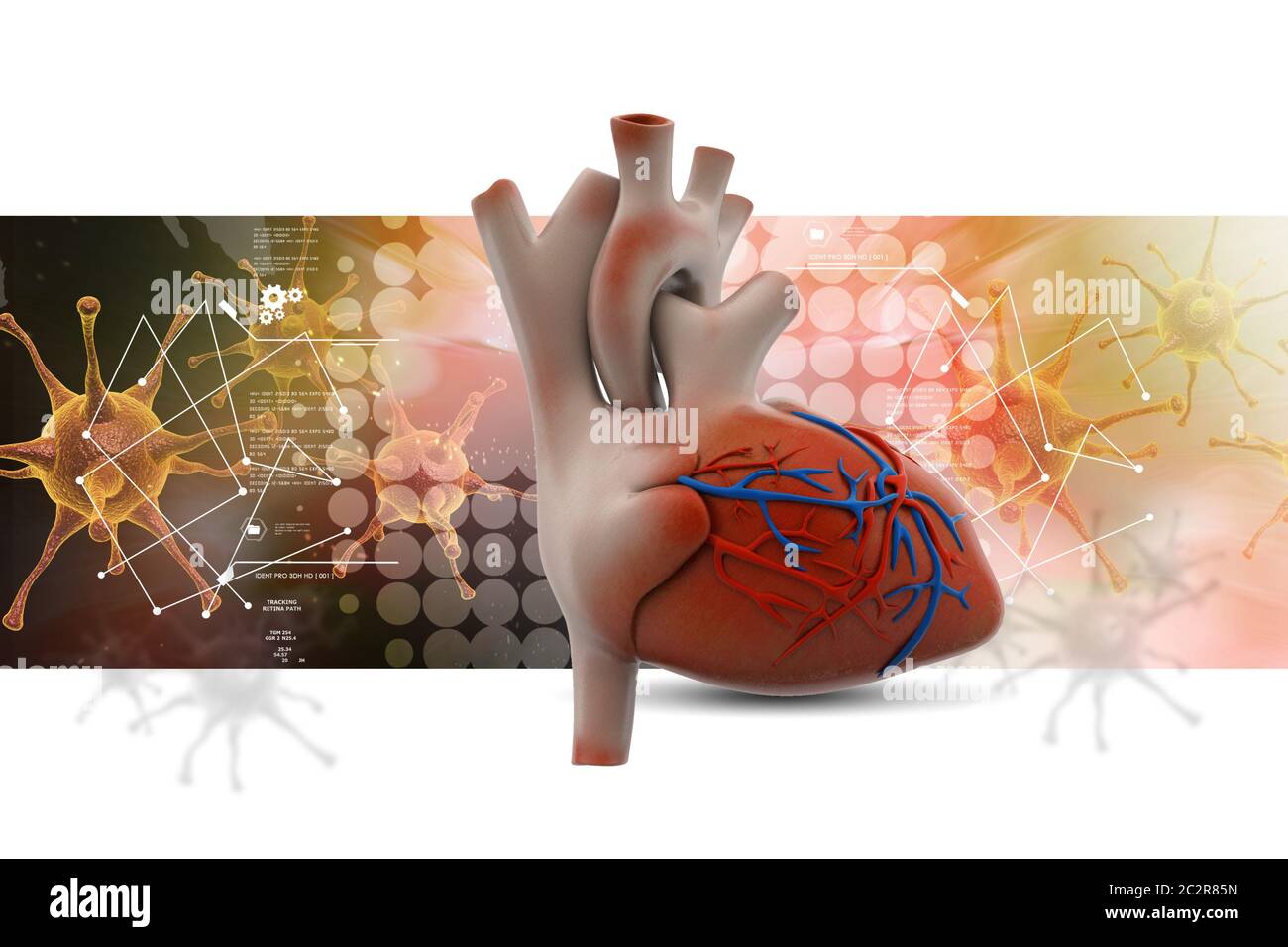 Human heart organ real Banque de photographies et d’images à haute ...