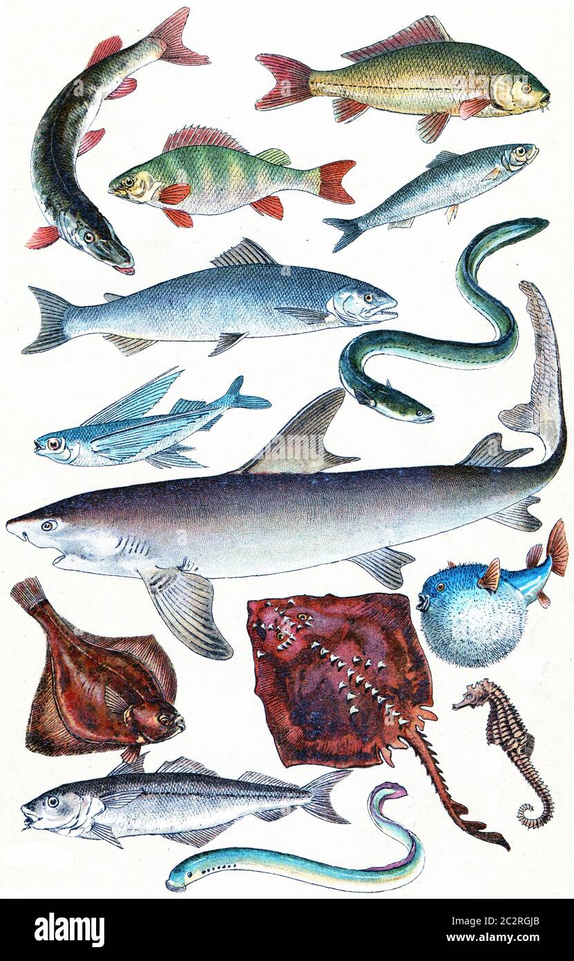 Salmo carpio Banque d'images détourées - Alamy