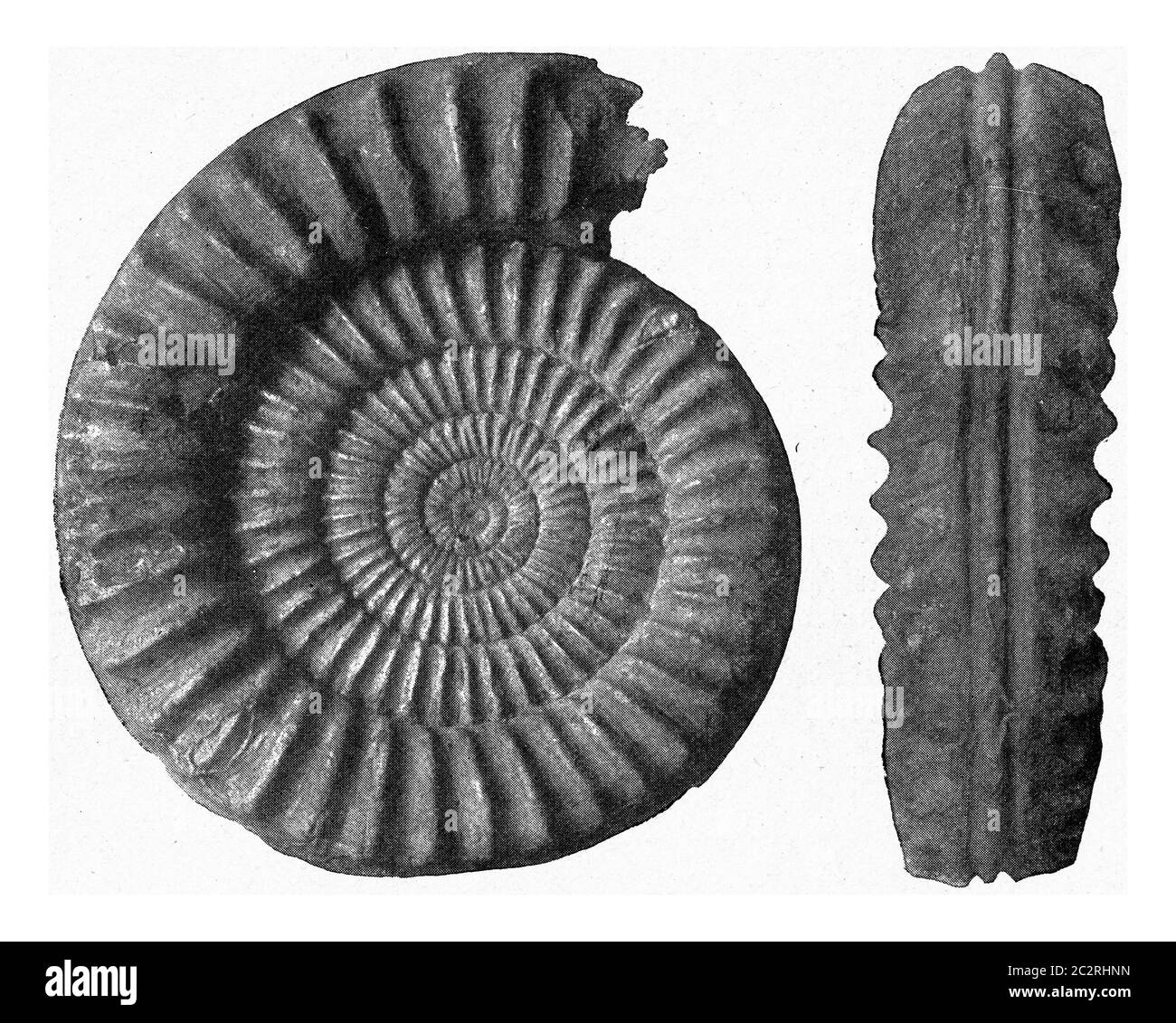 Arietites, Ammonite de Jurassique inférieur de l'Allemagne du Nord ...
