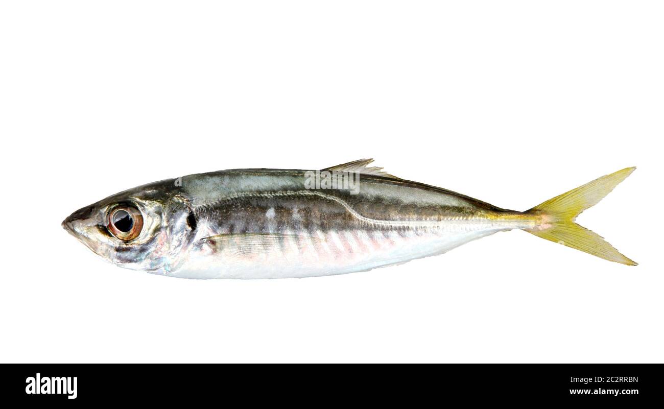 Chinchard atlantique Banque de photographies et d’images à haute ...