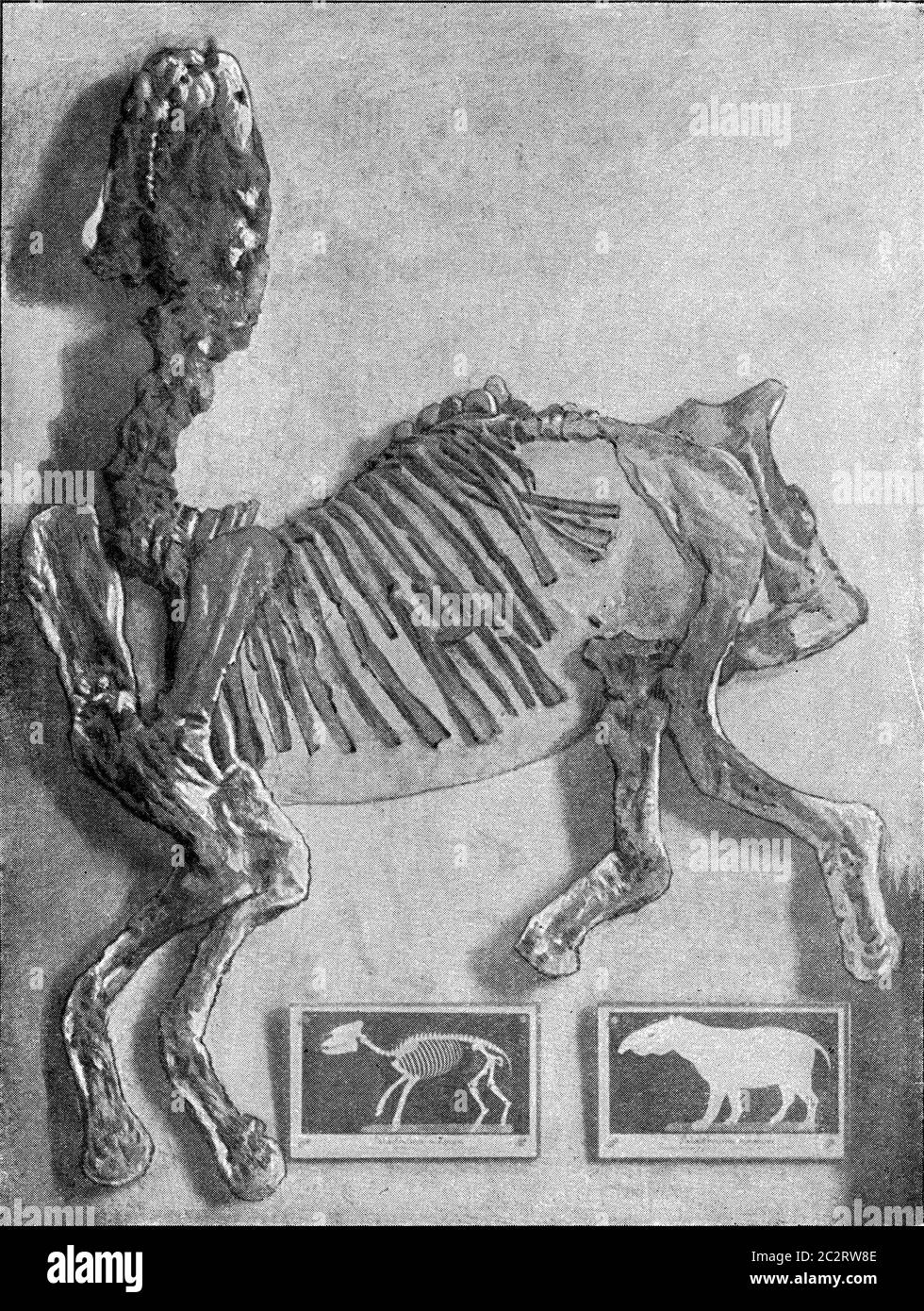Palaeotherium magnum Banque de photographies et d’images à haute ...