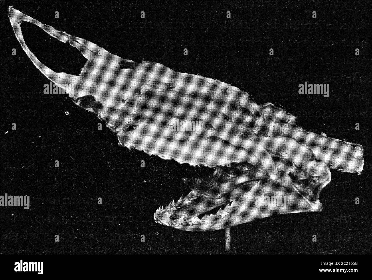 Squelette de la tête d'un requin, illustration gravée d'époque. De l ...