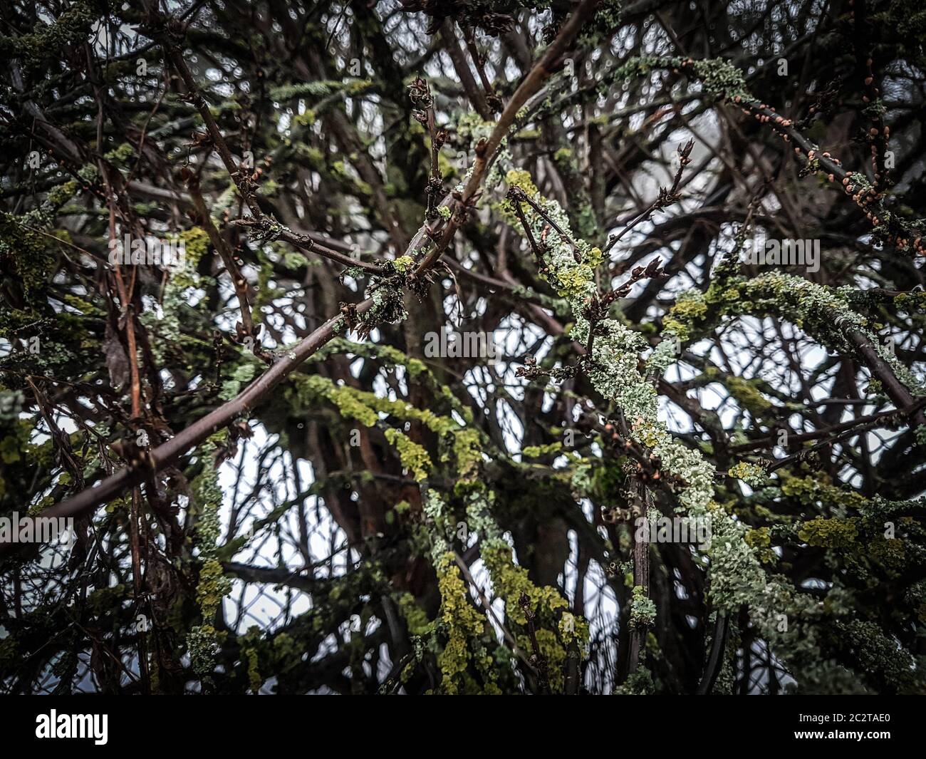 Lichens sur les arbres en hiver Banque de photographies et d’images à ...