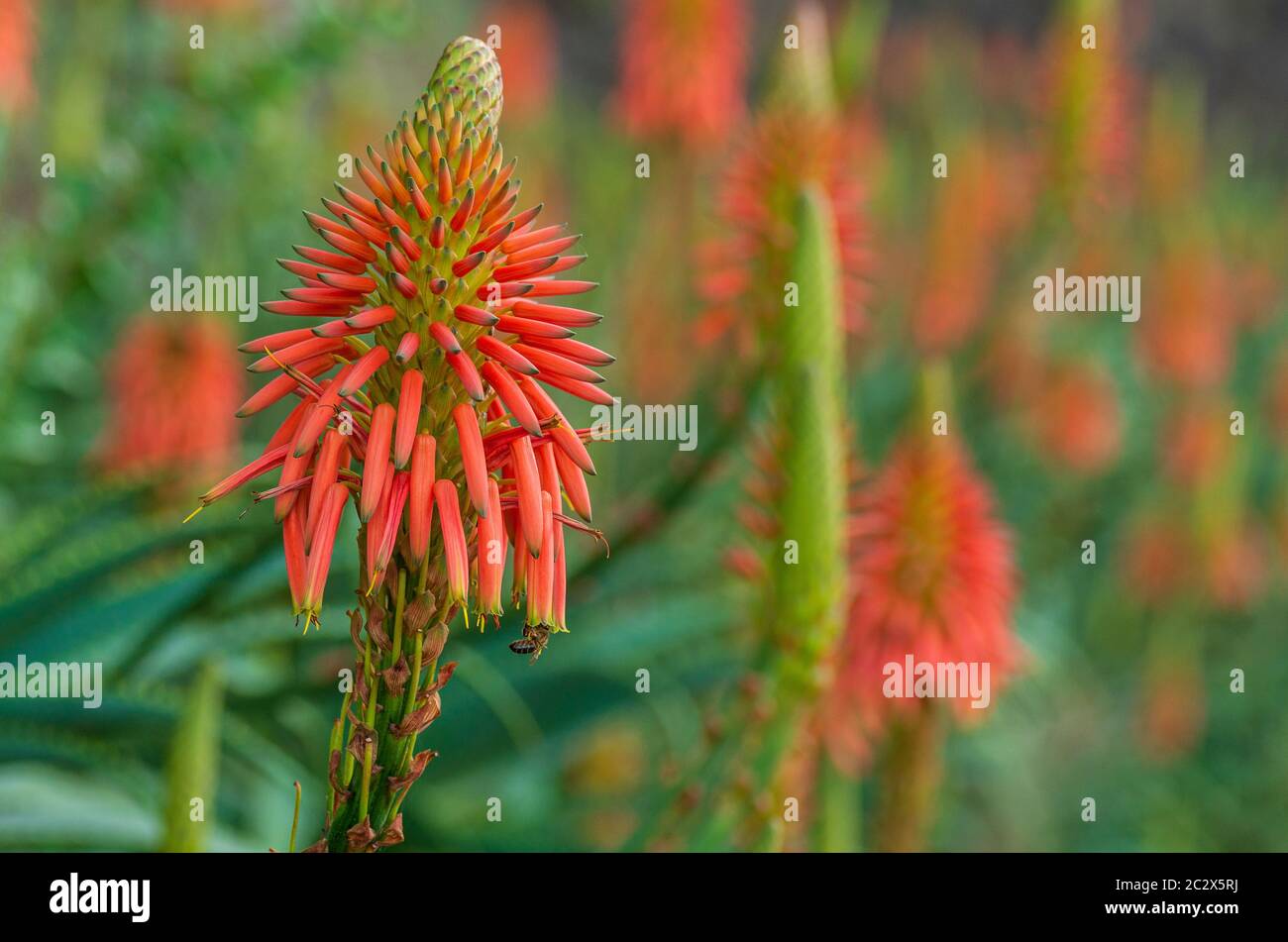 Agave rouge Banque de photographies et d’images à haute résolution - Alamy