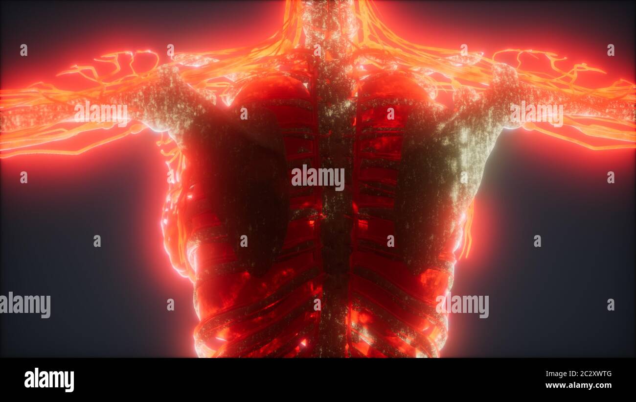 Animation colorée du corps humain montrant des os et des organes Photo ...