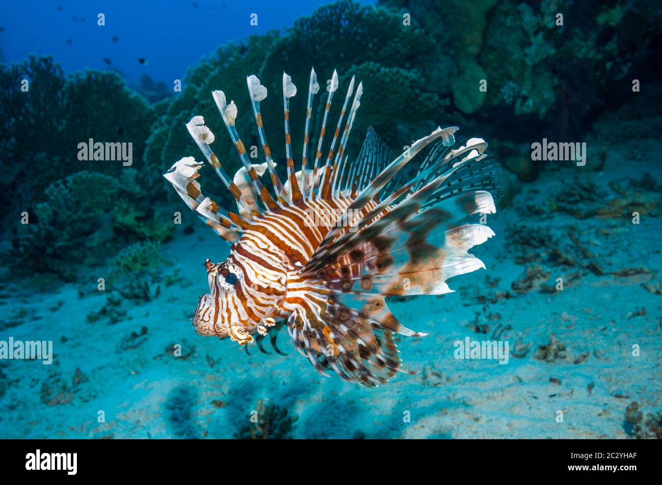 Indian lionfish Banque de photographies et d’images à haute résolution ...