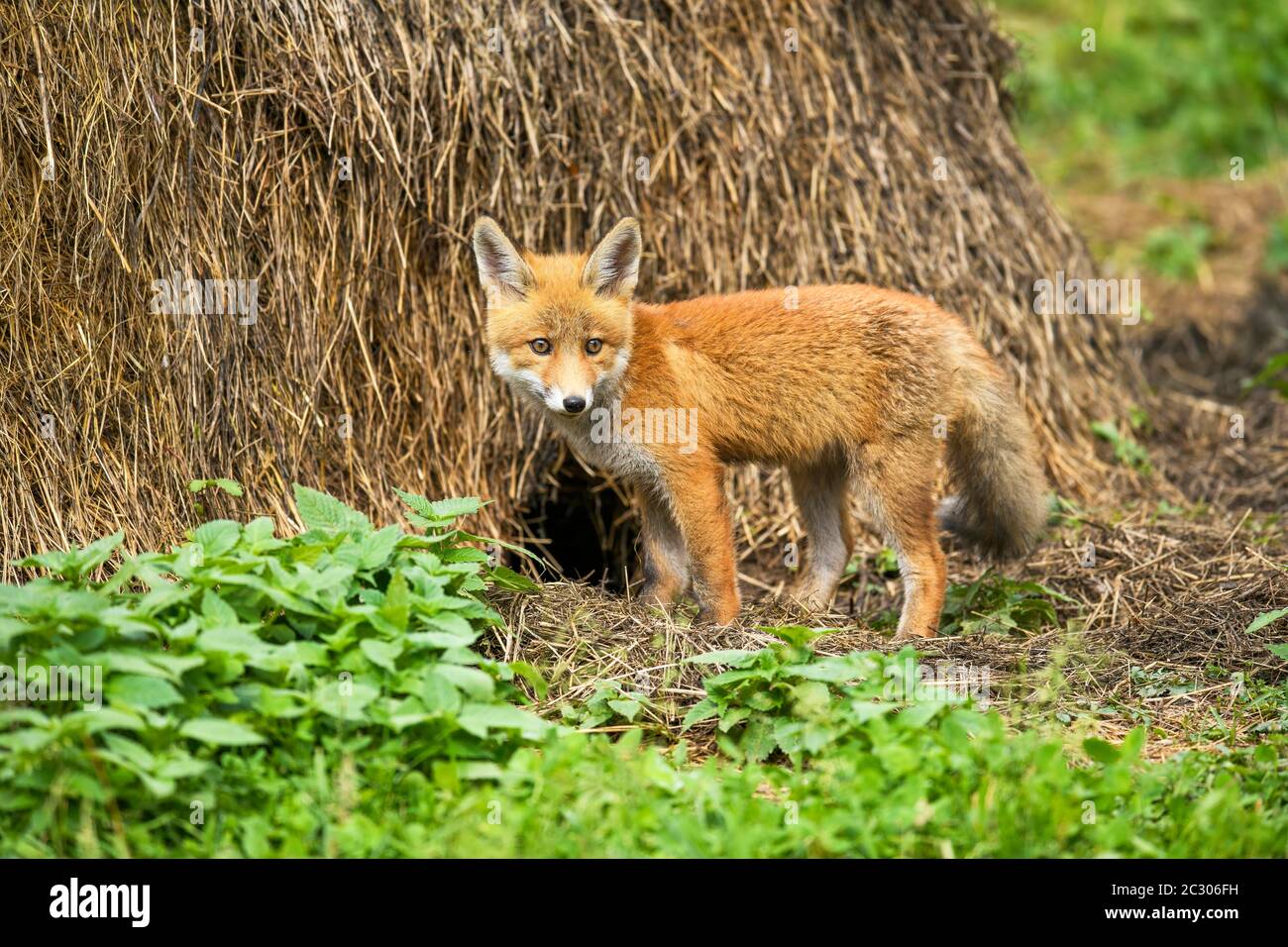 Jeune renard roux (Vulpes vulpes), debout devant sa grotte, captive ...