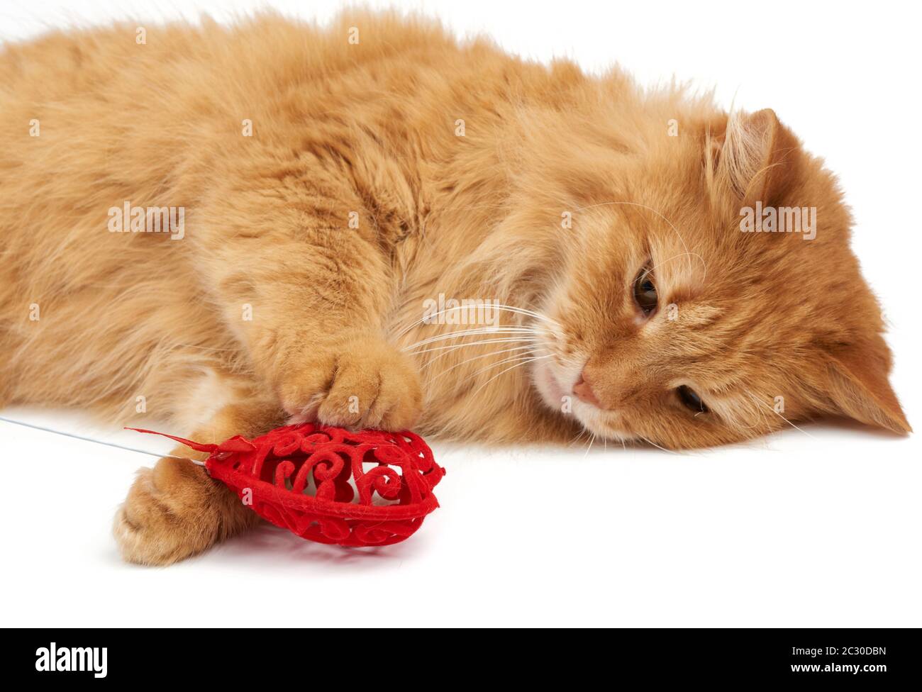 le chat domestique adulte à poil rouge se trouve sur un fond blanc et ...