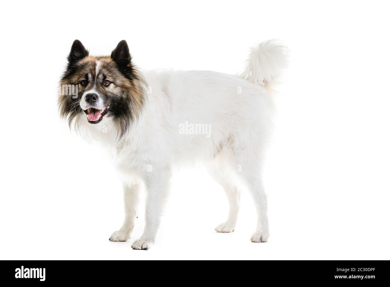 Chien elo Banque de photographies et d’images à haute résolution - Alamy