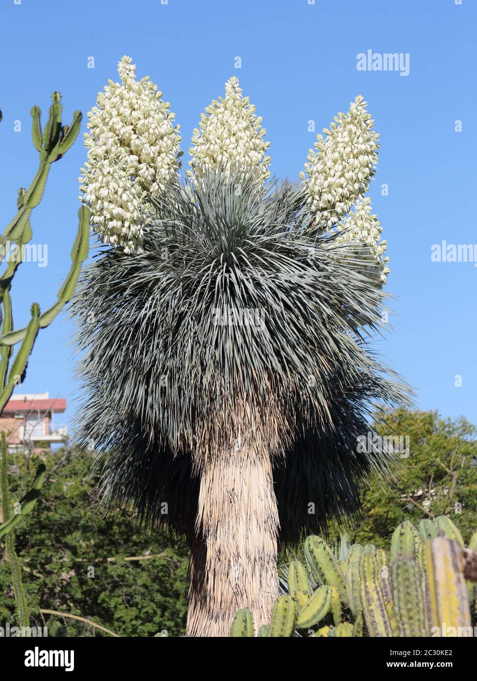 Yucca rostrata Banque de photographies et d’images à haute résolution ...