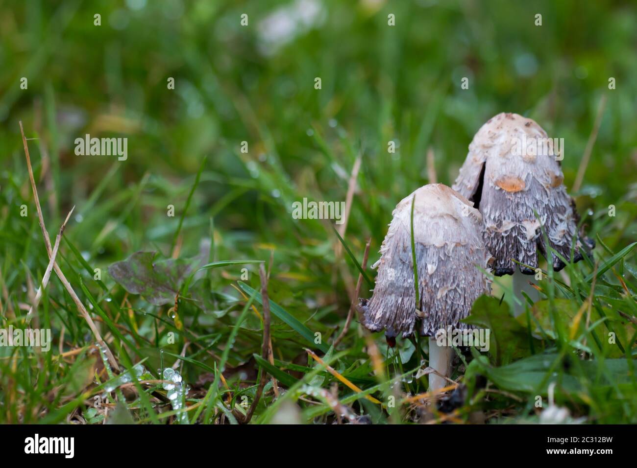 Champignons des prairies Banque de photographies et d’images à haute ...