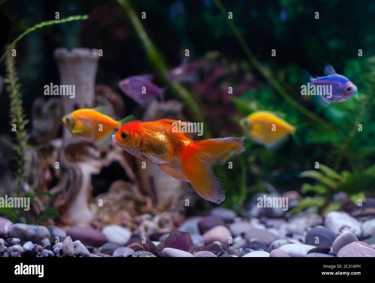 Poisson rouge solitaire dans l'aquarium bleu Banque de photographies et ...
