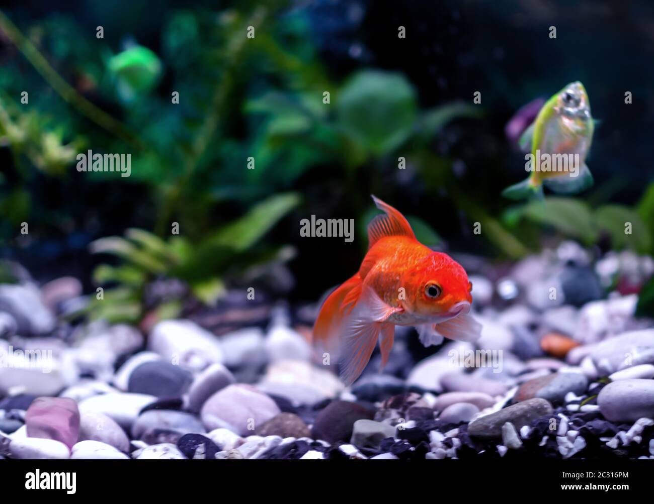 Poisson rouge solitaire dans l'aquarium bleu Banque de photographies et ...