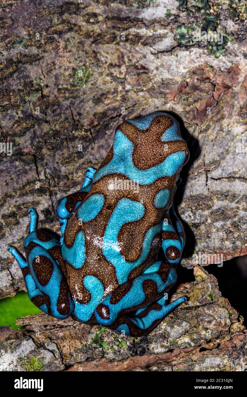 Dendrobates auratus 'bleu et bronze', captive élevée, Understory ...