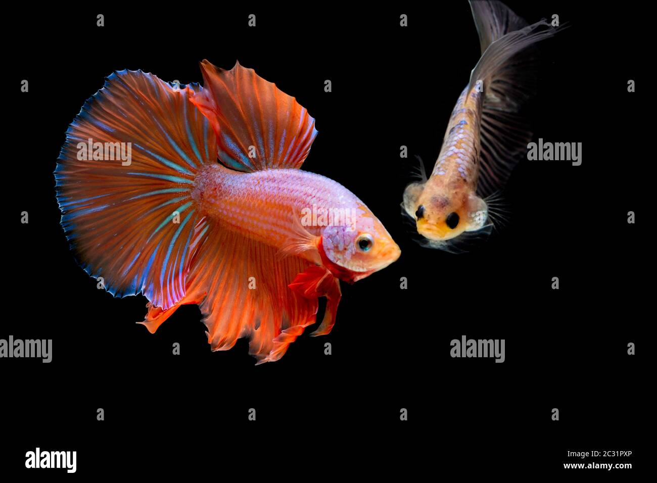 Betta splendens, Siamois de combat de poissons, de poissons rouges sur ...