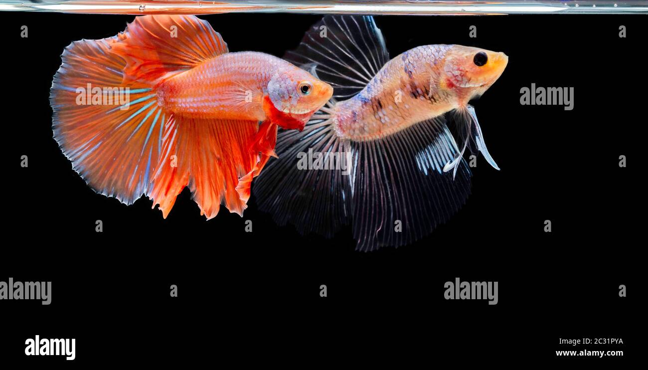 Betta splendens, Siamois de combat de poissons, de poissons rouges sur ...